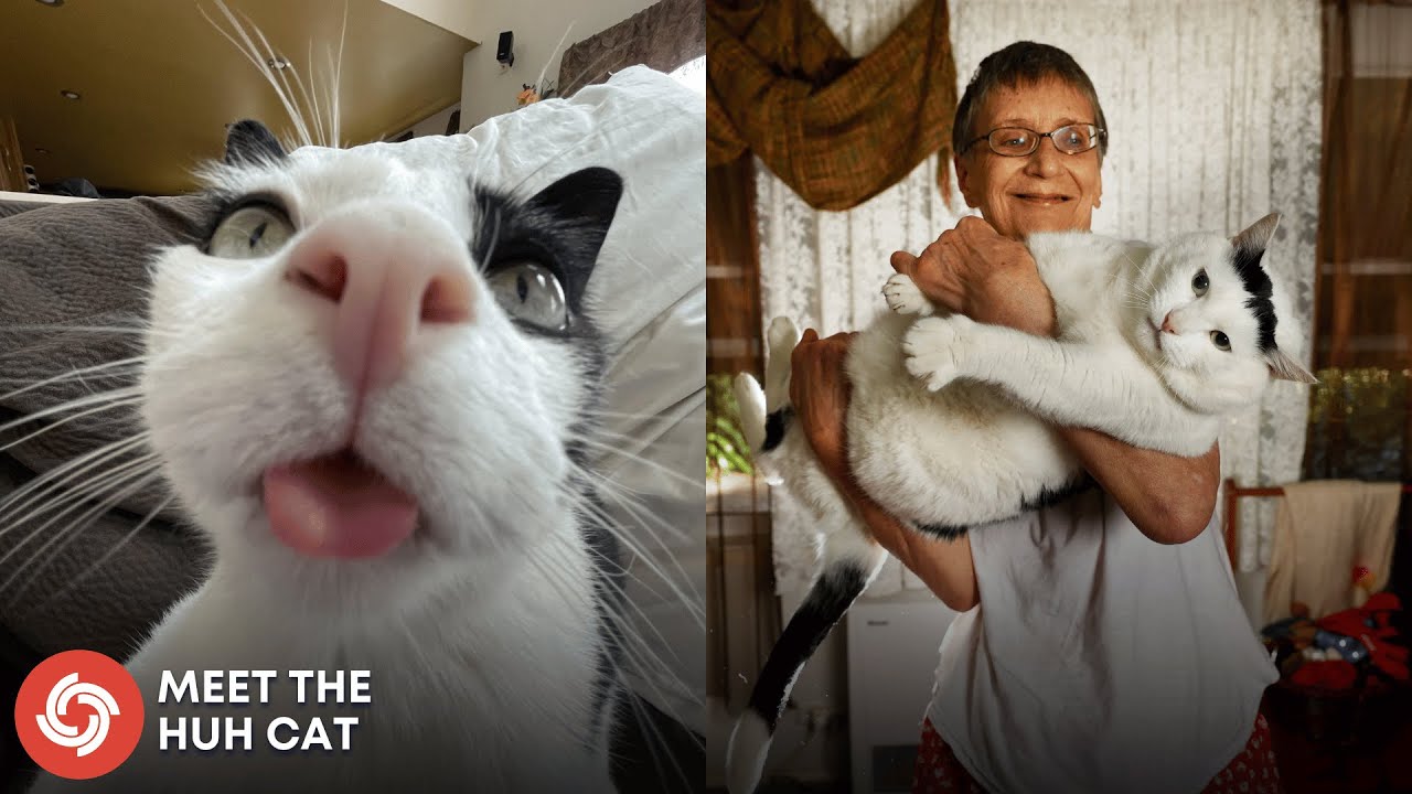 Huh Cat Isn't A Meme, He's Doing Charities for Other Cats Too - YouTube