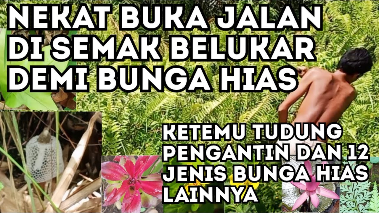 Jenis Macam Tanaman Bunga hias Hutan bisa jadi tanaman hias - YouTube