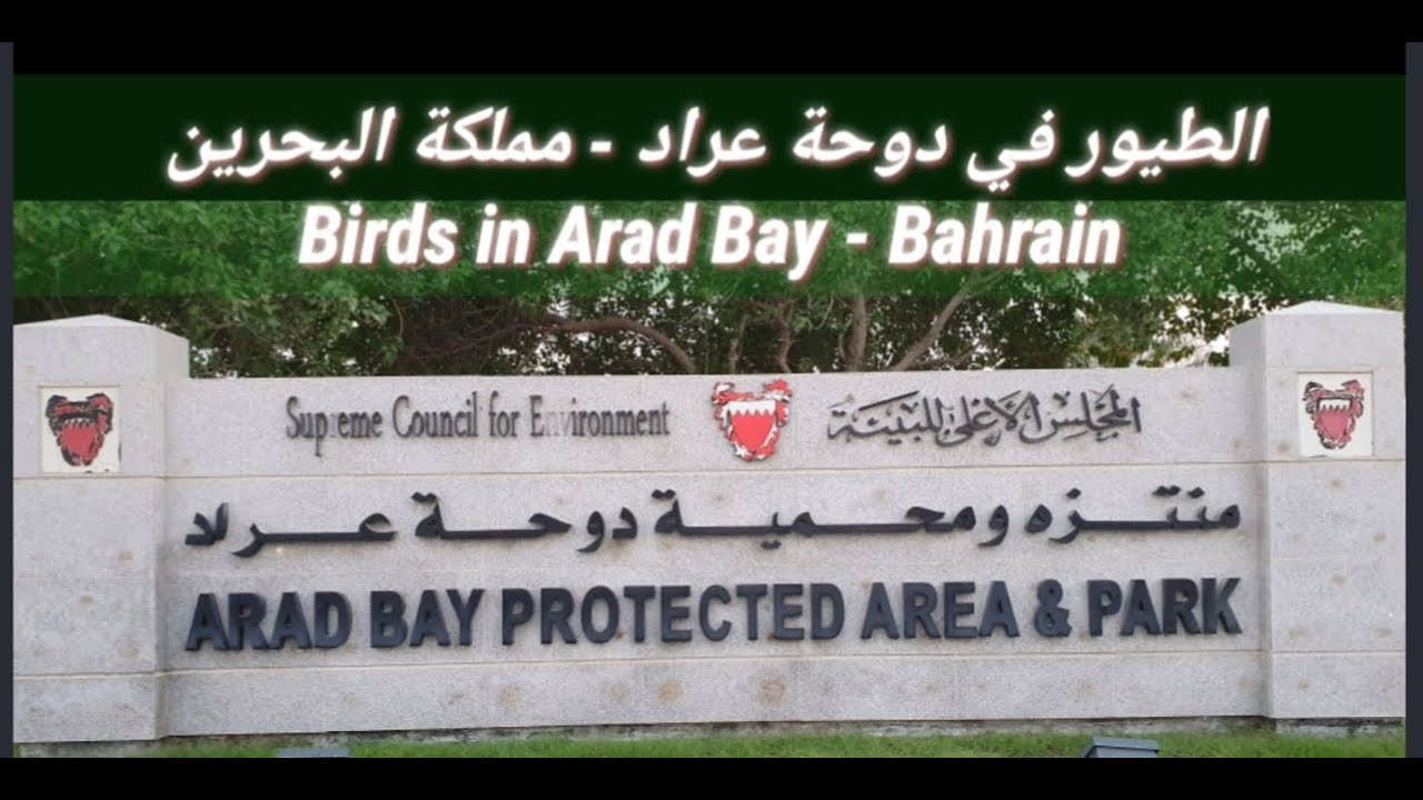 الطيور في دوحة عراد - مملكة البحرين / Birds in Arad Bay - Kingdom of ...