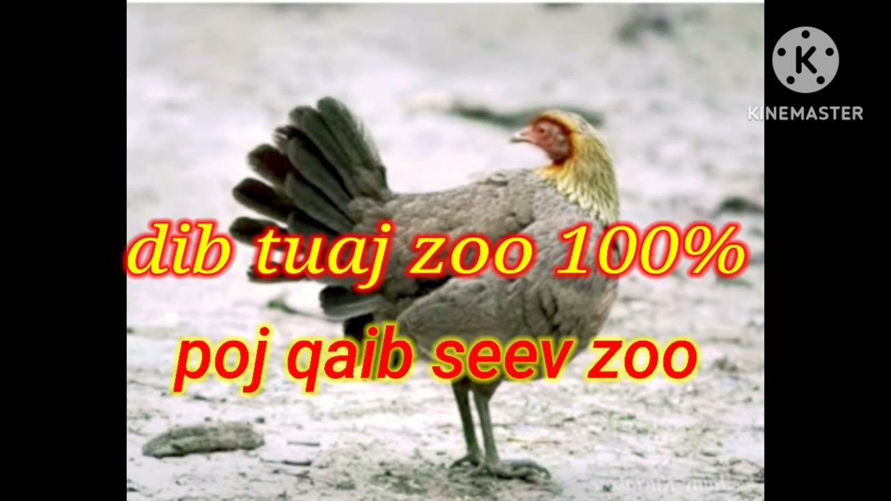 poj qaib seev zoo - YouTube