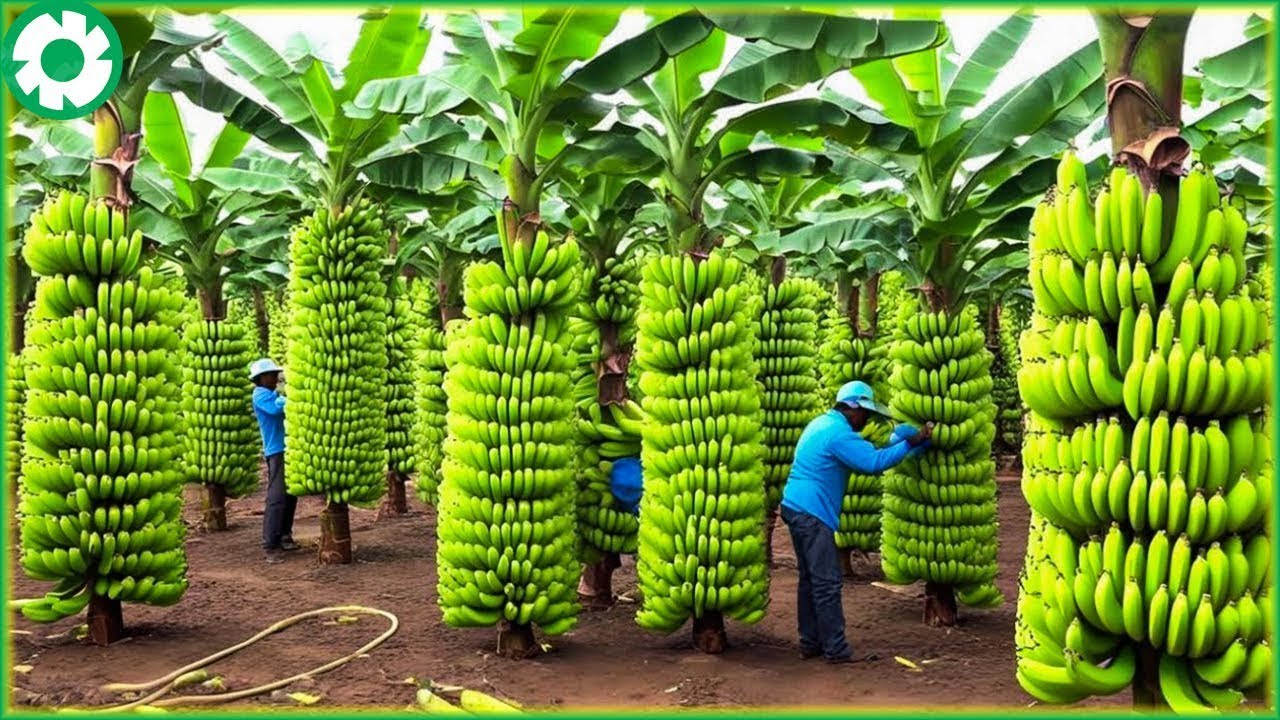 Transporting Tons of Bananas This Way - Grows and Harvest Agricultural ...
