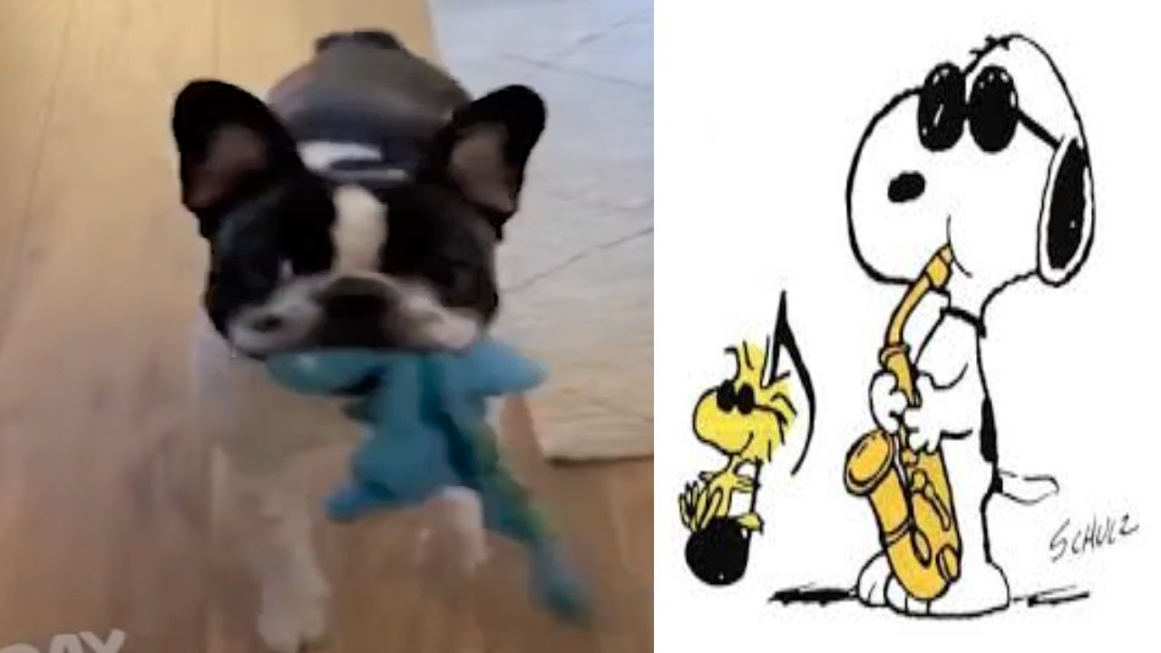 Prancing and Dancing Dog. Fun, Funny and Musical! - YouTube