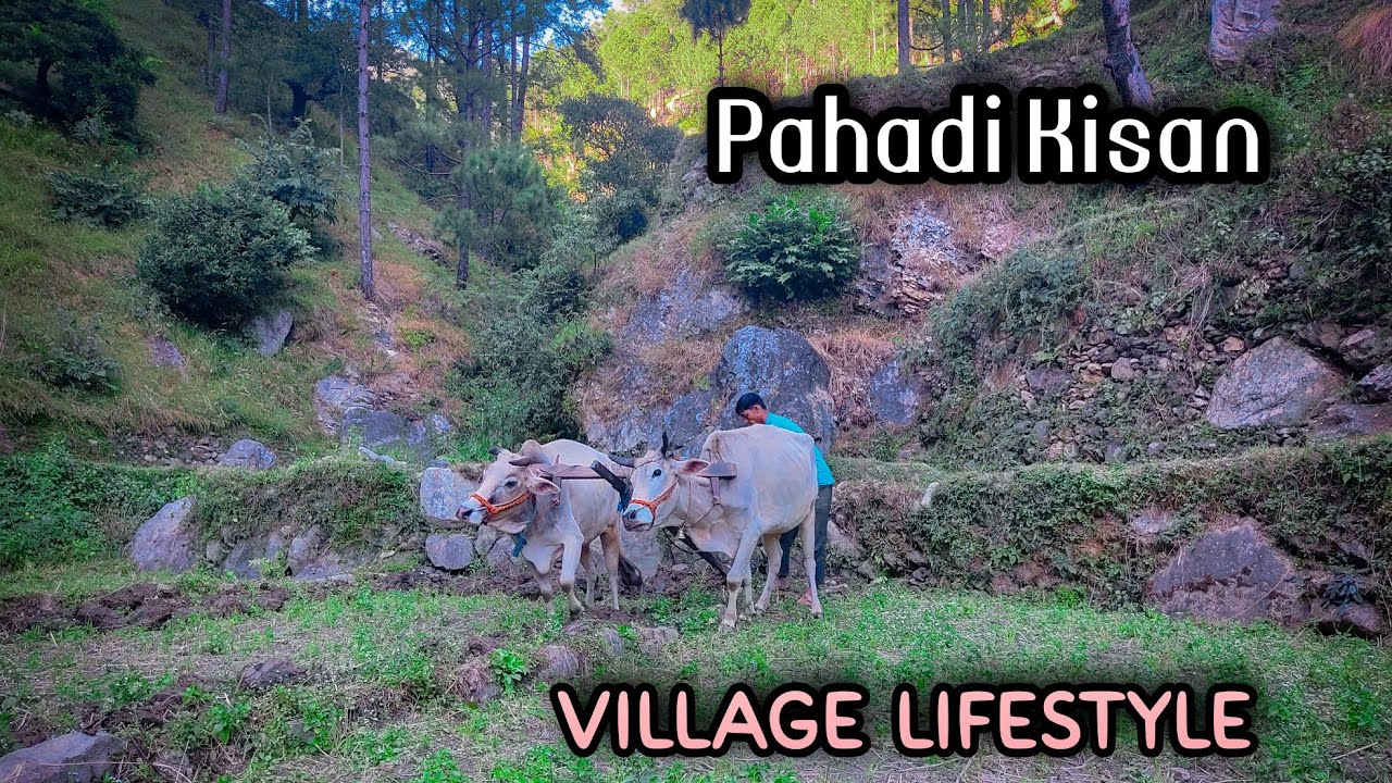 Pahadi lifestyle| पहाड़ो मे ऐसी होती है जिंदगी| pahadi farmers ...