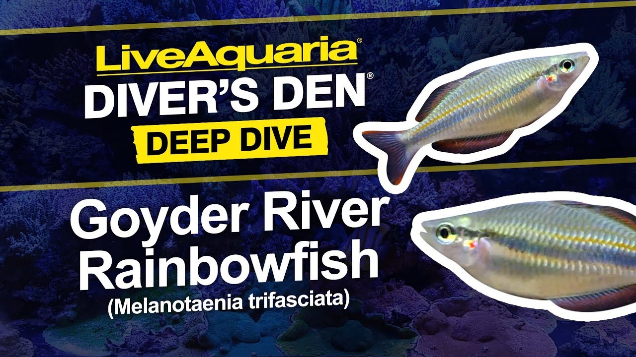 LiveAquaria® Diver’s Den® Deep Dive: Goyder River Rainbowfish ...