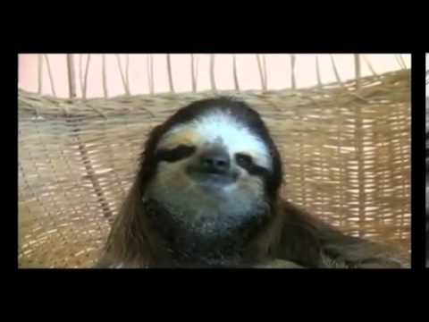 Chill Sloth - YouTube