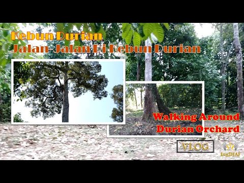 Kebun Durian - Jalan-Jalan Di Kebun Durian (Walking Around Durian ...