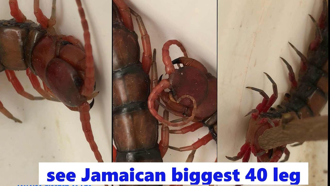 Jamaica biggest 40 leg #shorts - YouTube
