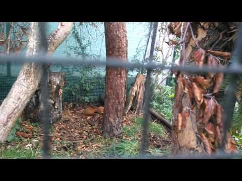 Raising squirrels - YouTube