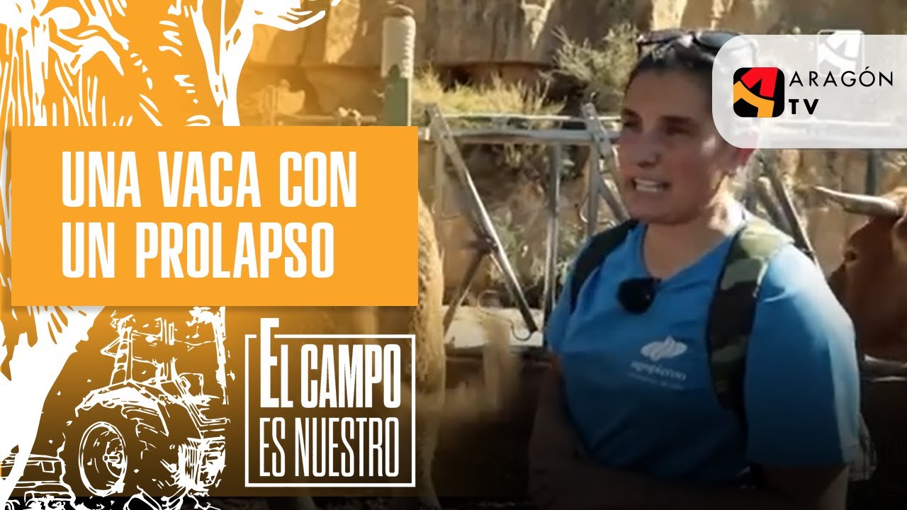 Bea atiende a una vaca con un prolapso - YouTube