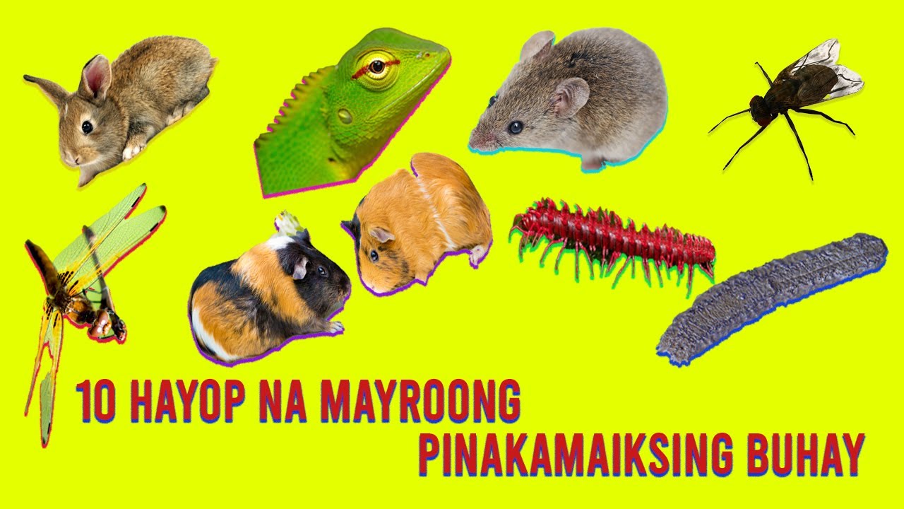 10 Hayop na Mayroong Pinakamaiksing Buhay - YouTube