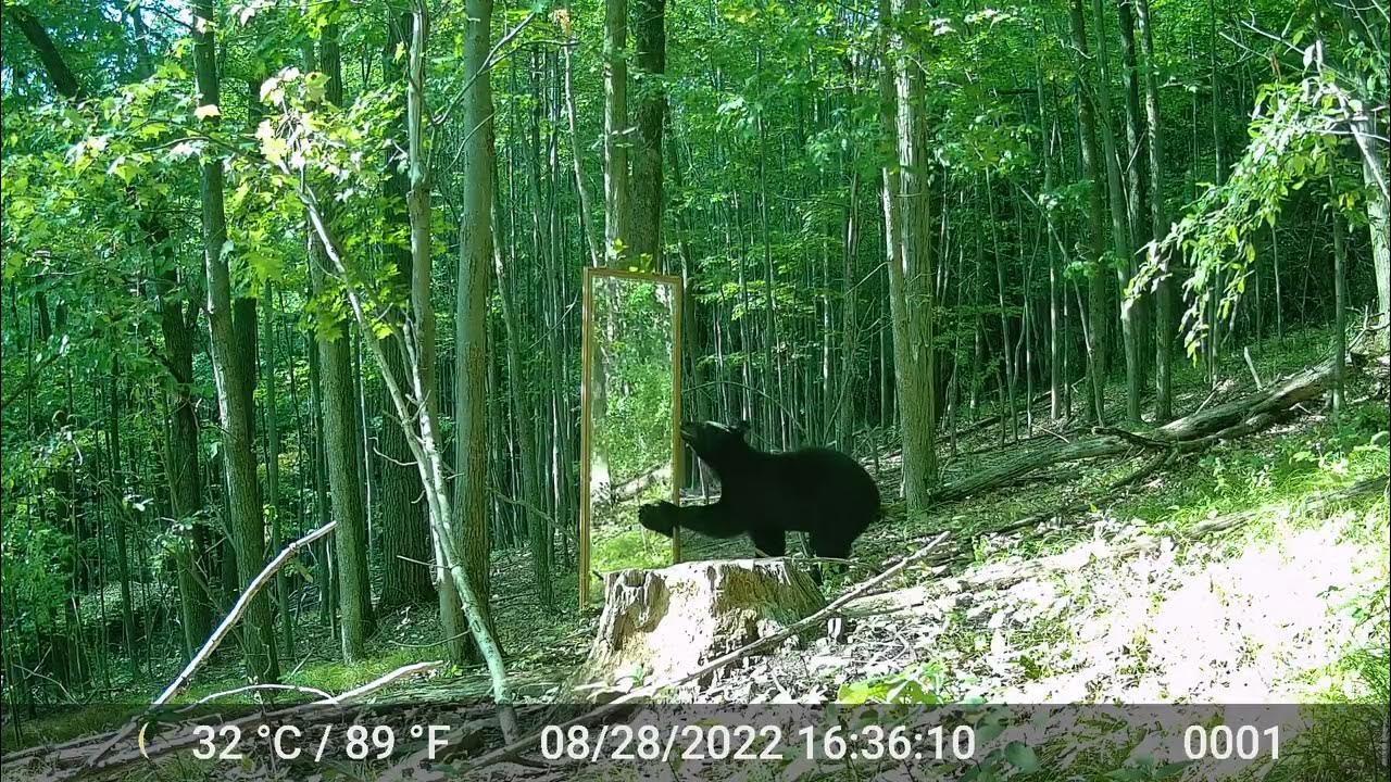 Black bear meets bear! In New York State Whitetail Deer Country! - YouTube