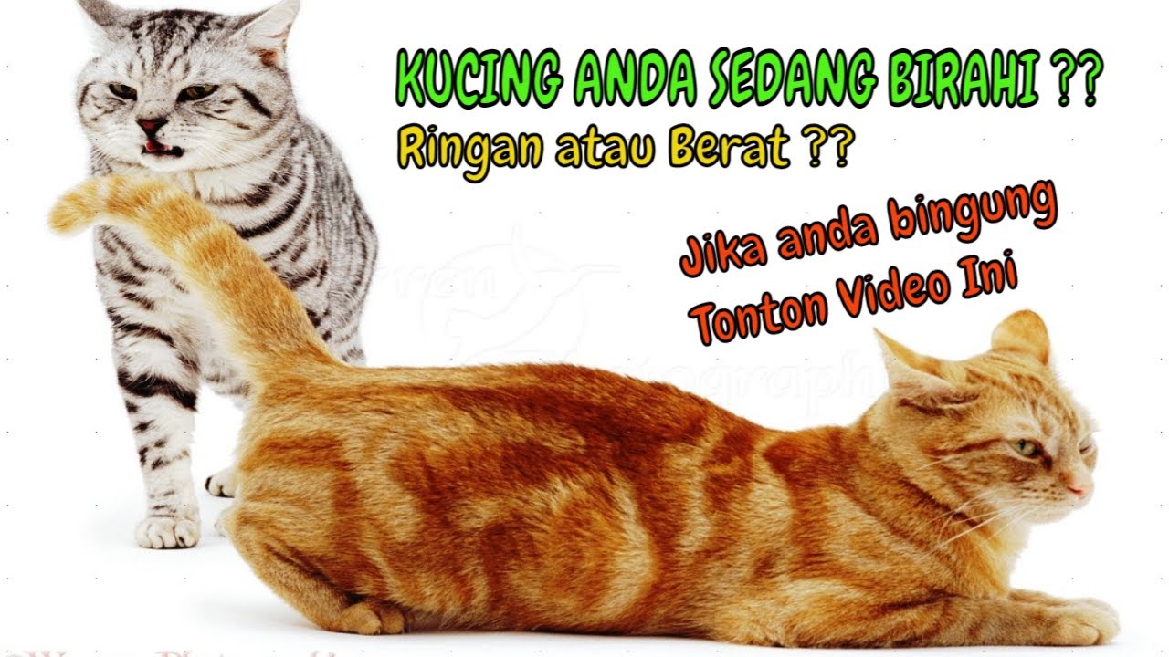 CARA MENGETAHUI CIRI-CIRI KUCING BIRAHI BERAT - YouTube