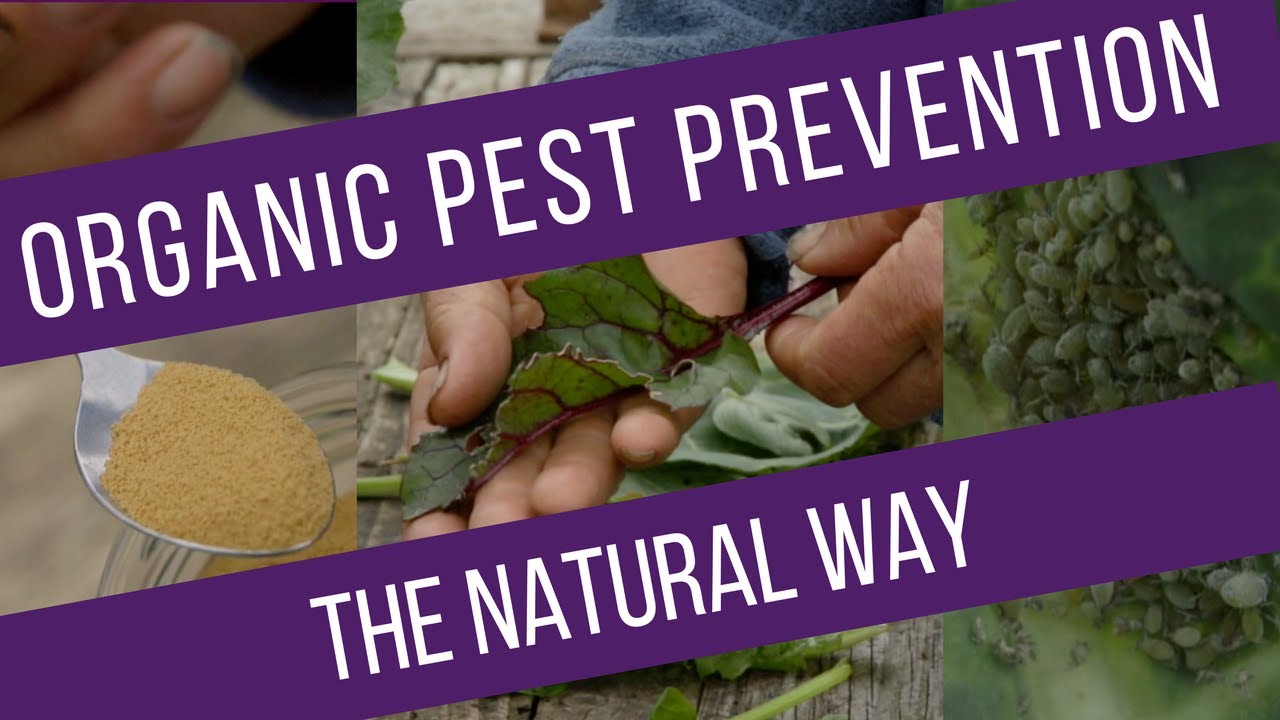 Pest prevention - reduce damage on different vegetables, through ...