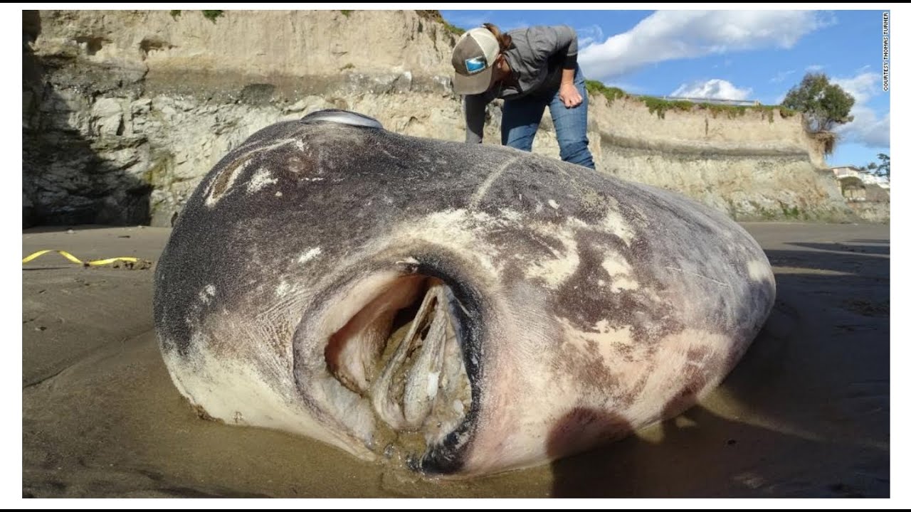 Alien Looking Fish 🐟 washes up on West Coast - YouTube