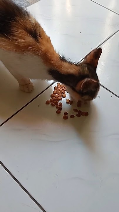 Kucing tetangga yang minta makan, kasihan kurus banget #catlover #kucing #kucinglucu #shorts ...