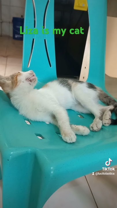 Cutie Cat Youtube