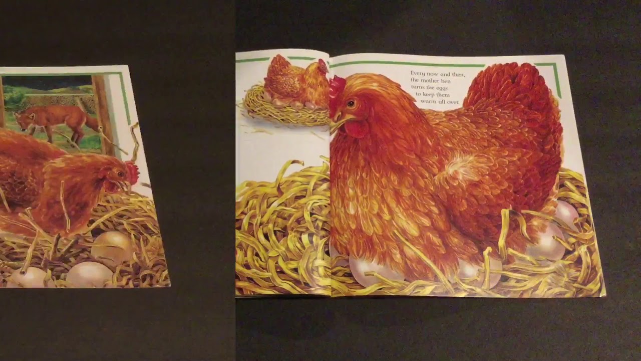 From Egg To Chicken read aloud - YouTube