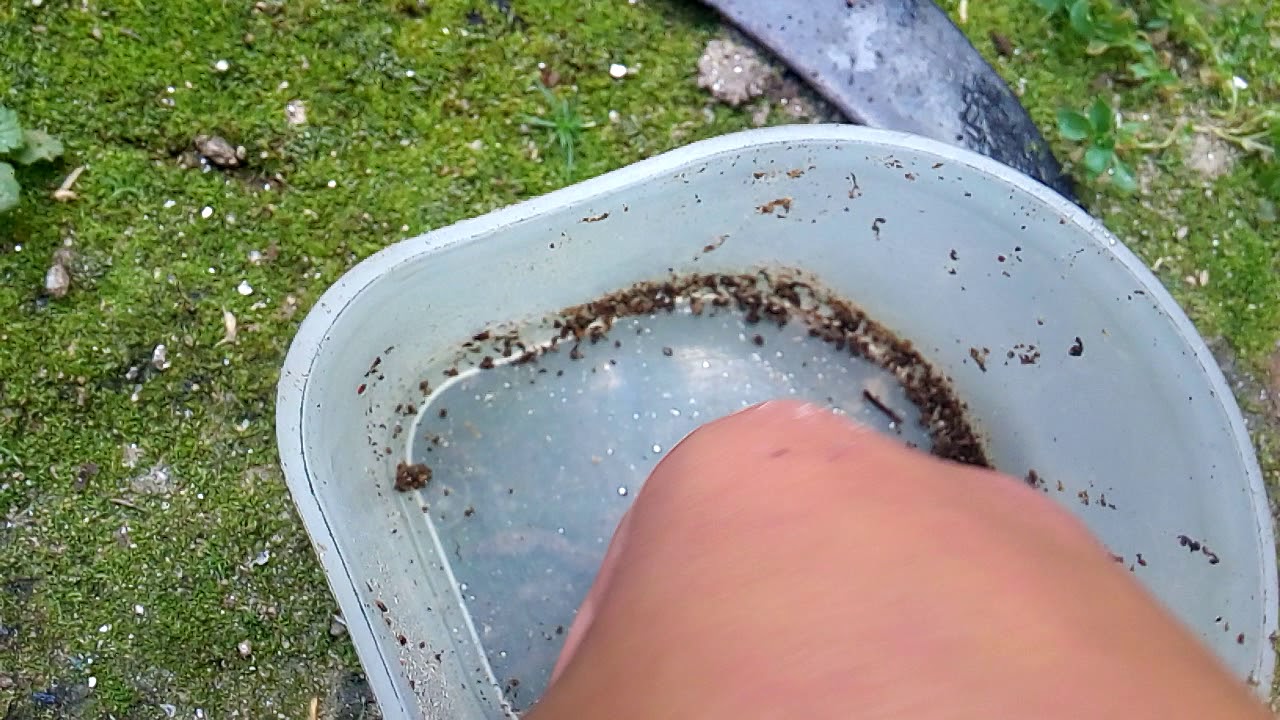 Beetle larvae watch - YouTube