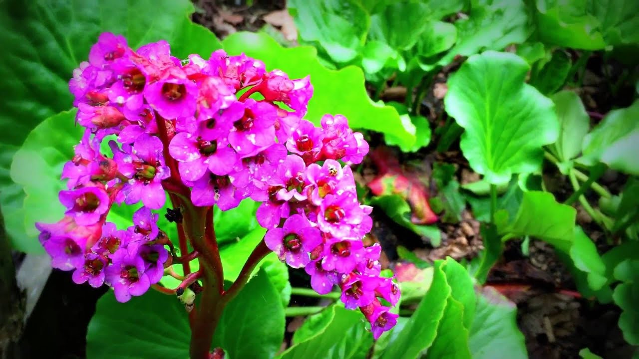 British Spring Blossoms - Pink Bells (Campanula medium) # ...