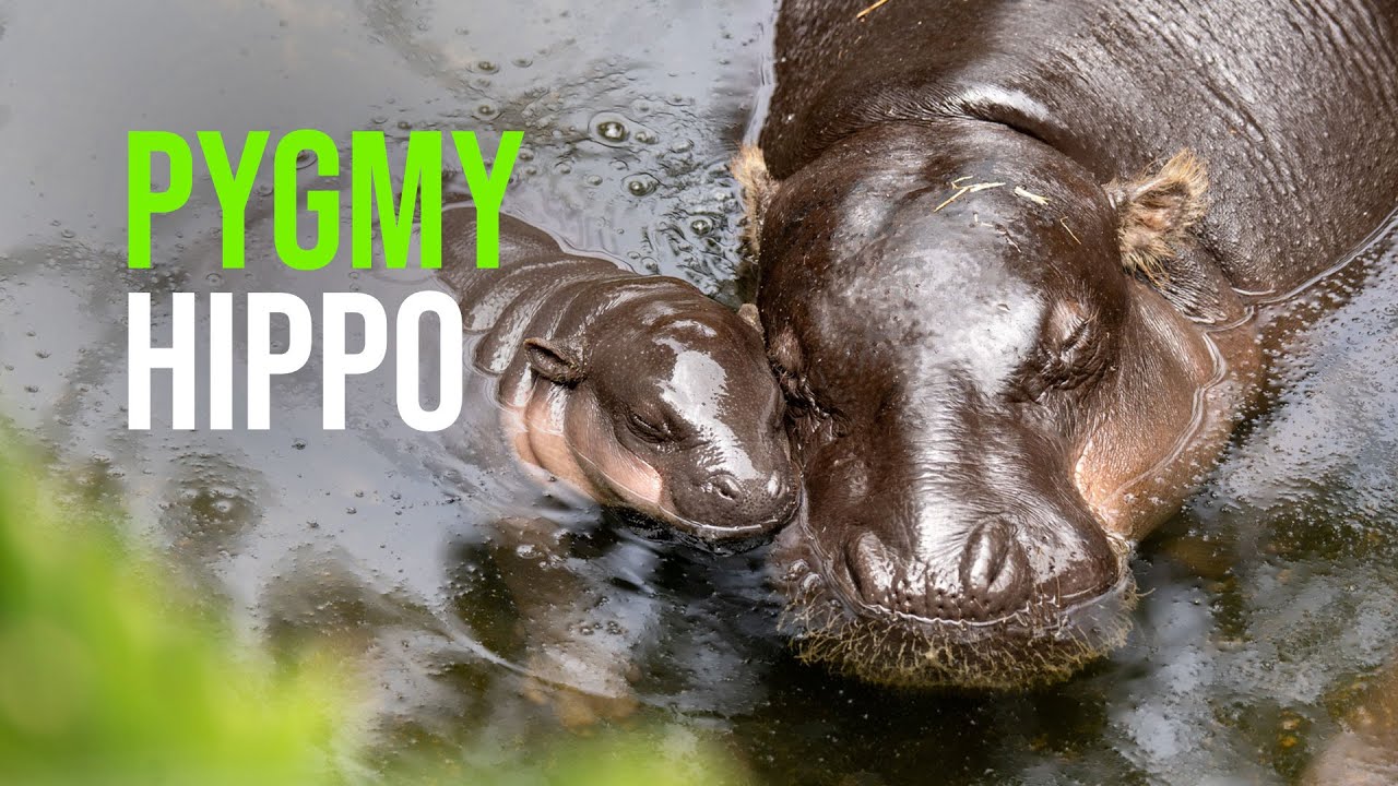 Hippo-horray – Pygmy Hippo Calf Born at Taronga Zoo - YouTube