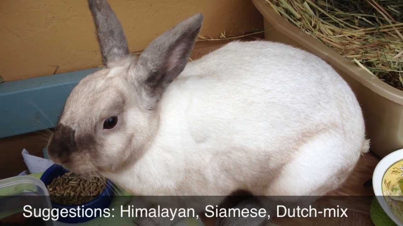 What Rabbit Breed Is Benji? - YouTube