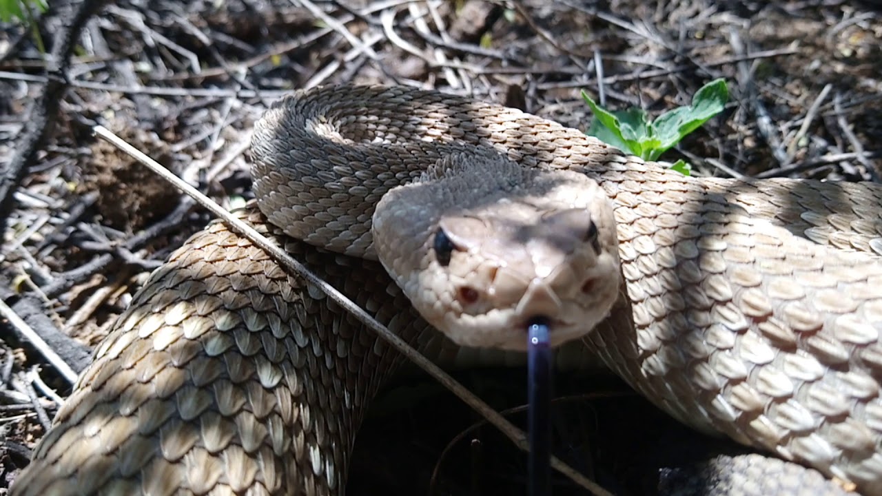 Acercamiento a cascabel - YouTube