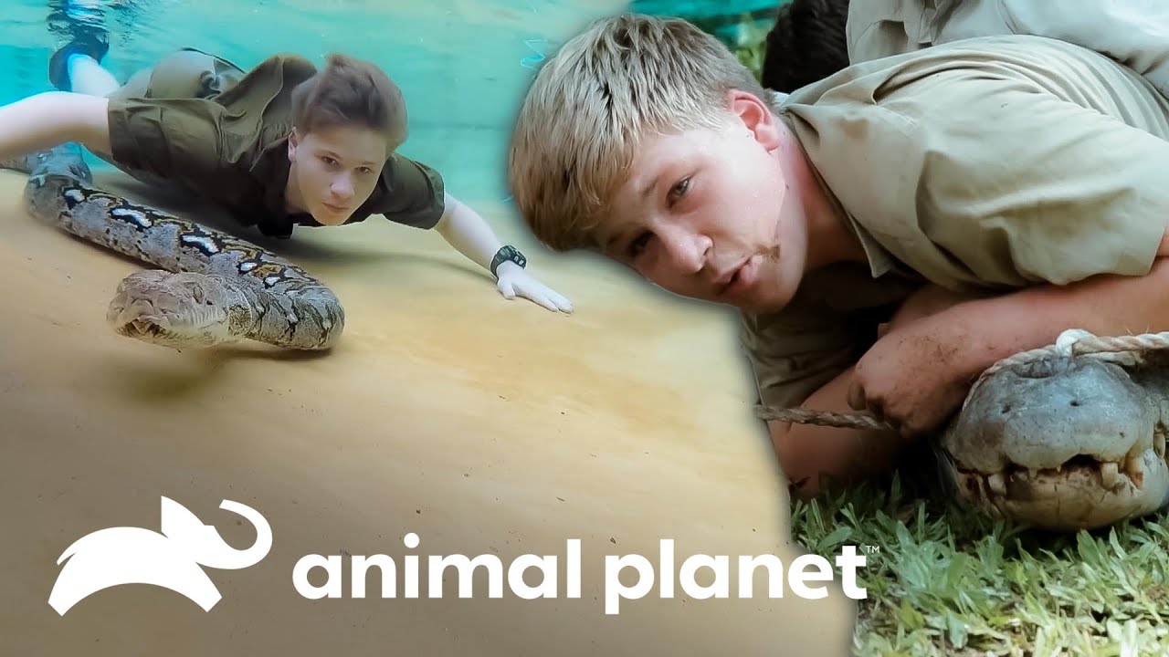 Momentos más peligrosos de Robert | Los Irwin: Datos Curiosos | Animal ...