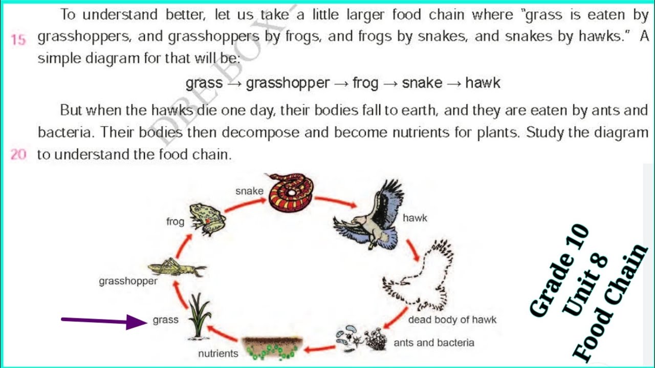 Food Chain (အစာကွင်းဆက်) | Grade 10 Unit 8 New English Rohingya ...