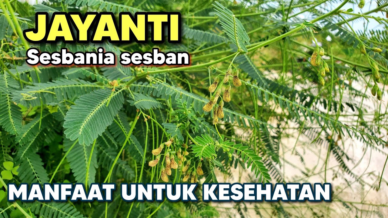 MANFAAT TANAMAN JAYANTI UNTUK KESEHATAN ‼ Sesbania sesban #jayanti # ...