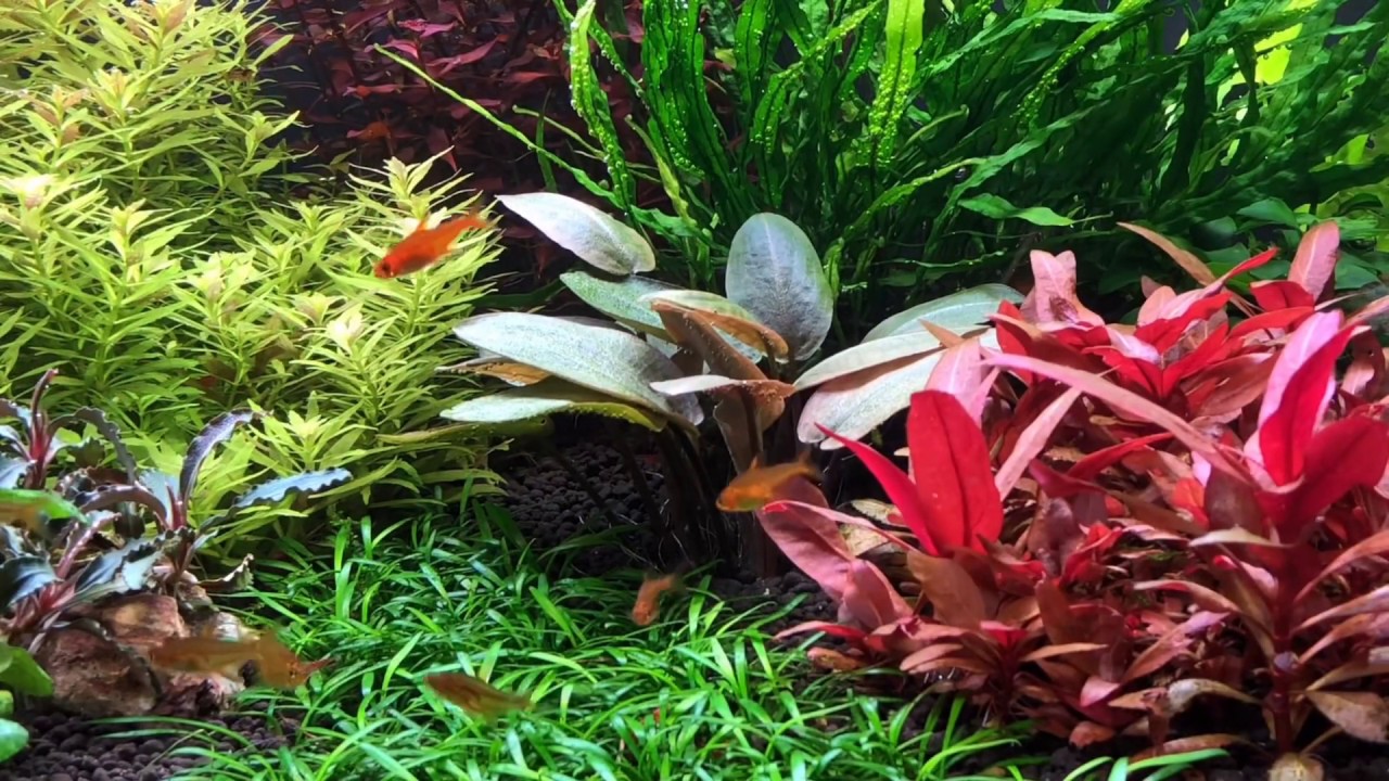 Dutch Aquarium: One Year After Setup - YouTube