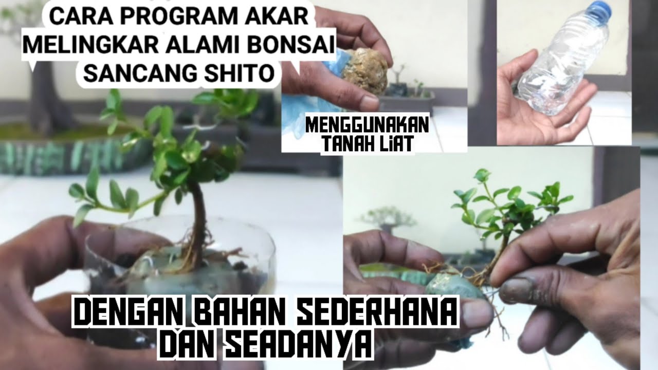 Cara Program Bonsai Sancang Akar Melingkar Alami Menggunakan Alat ...