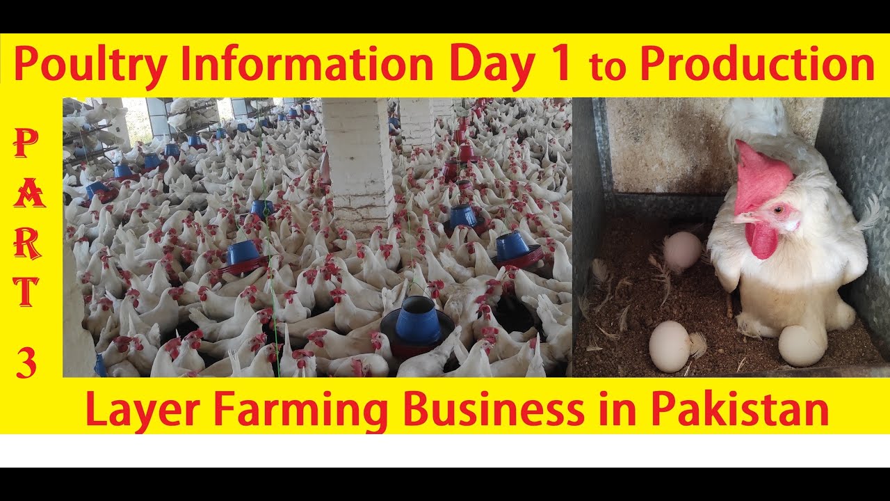 Layer Hen Farming For Egg Production | Part 3 - YouTube