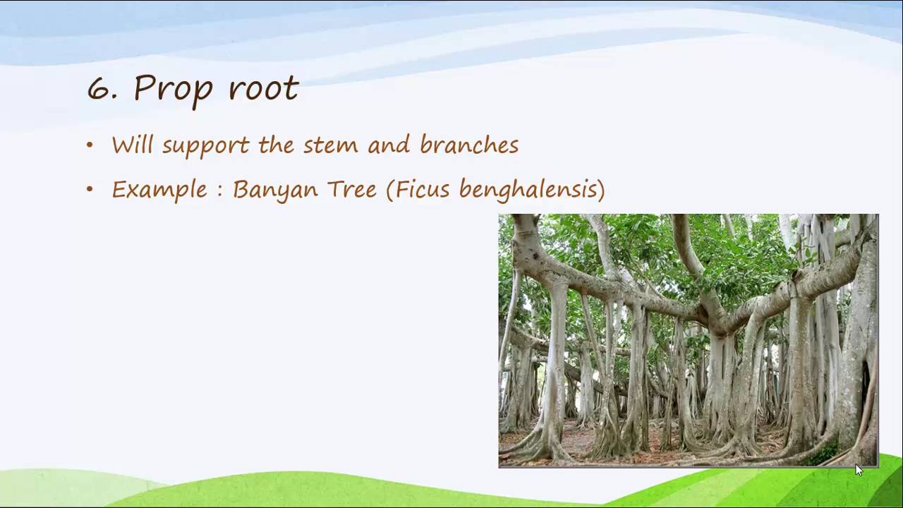 Different types of roots (CBSE) - YouTube