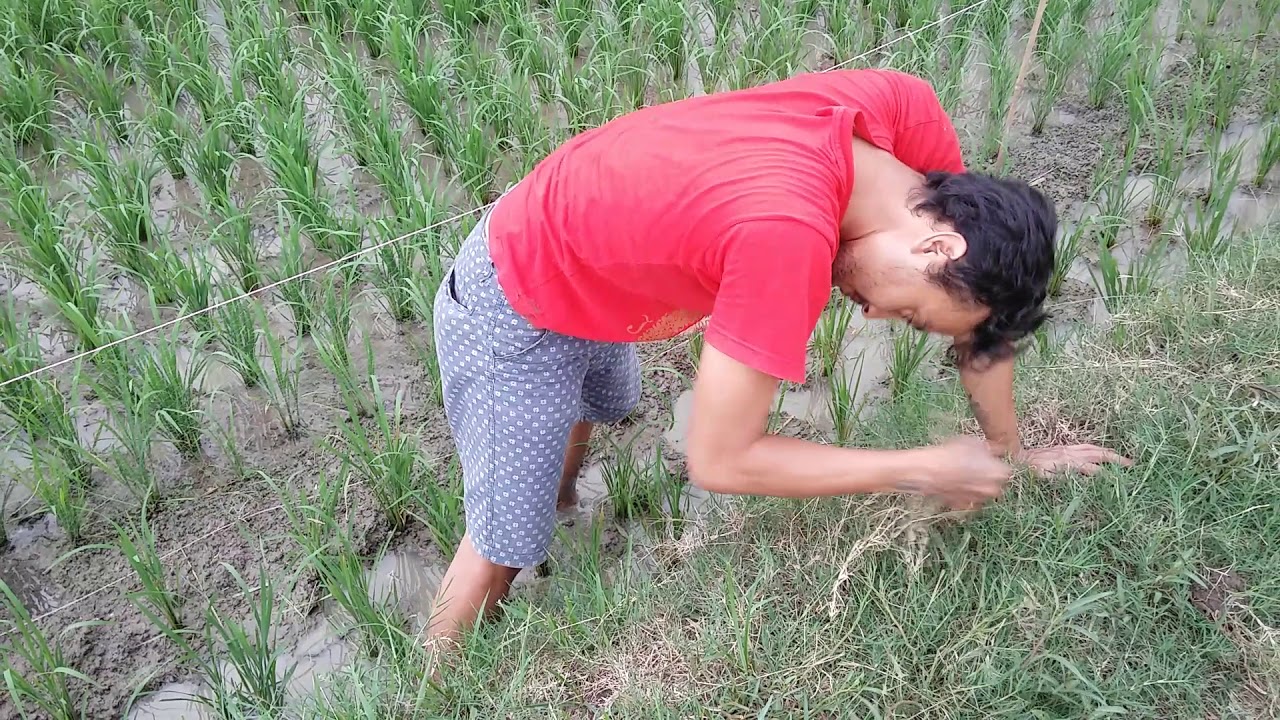 Bom asap TIKIS SAWAH pembunuh racun tikus sawah part 3 full- Sawah ...