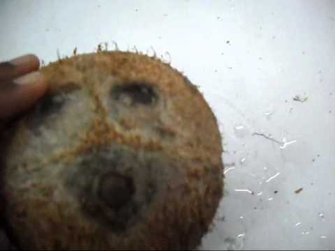 Coconut embryo extration.wmv - YouTube