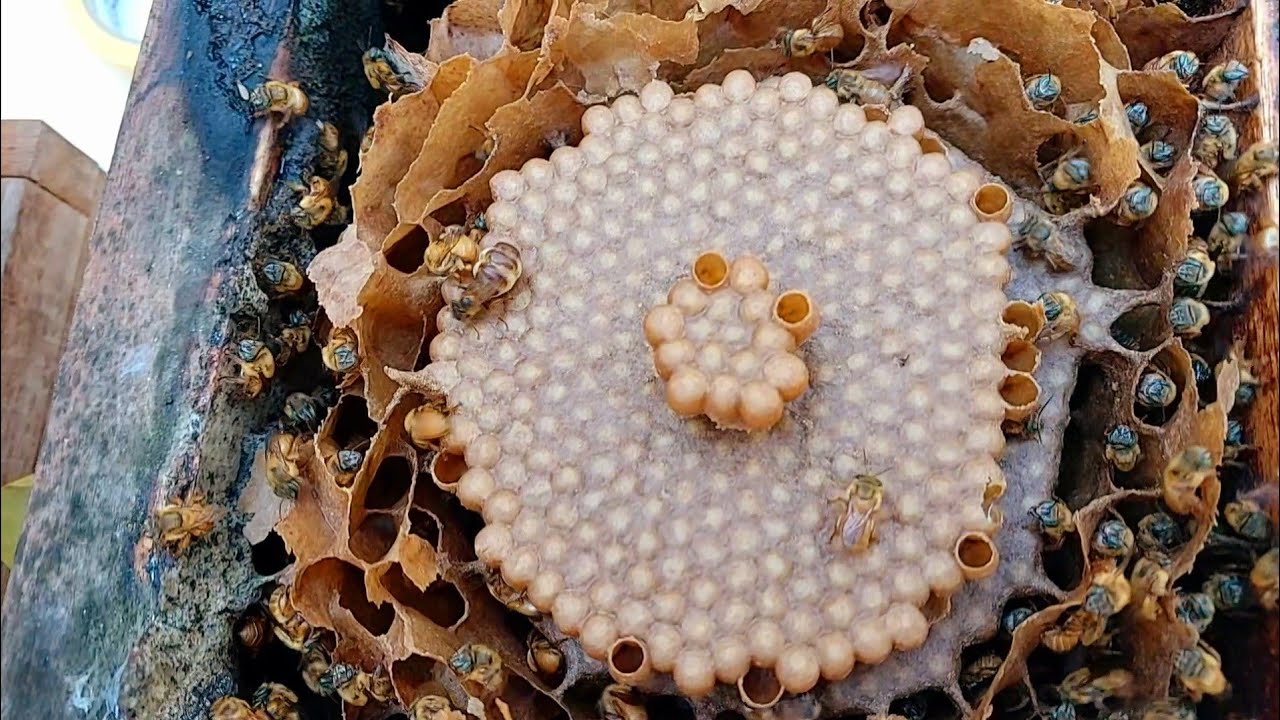 ABRINDO a NOVA TEMPORADA com 2 DIVISÕES de ABELHA BUGIA - YouTube