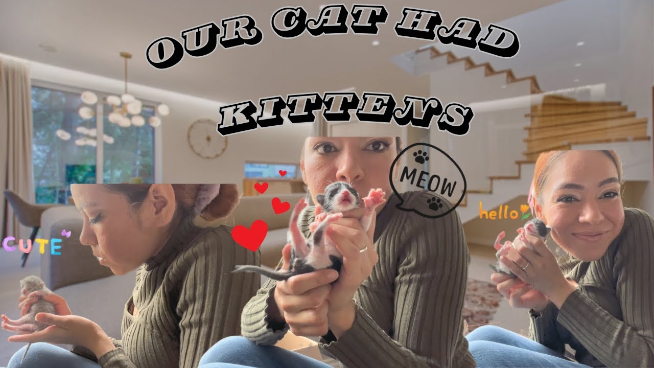 My cat had kittens - YouTube