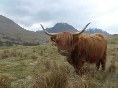 Highland Cow In The Highlands Perthshire Scotland