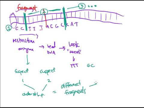 Forensic Chemistry: Introns, Exons, & Top 2% - The Important Ones ...