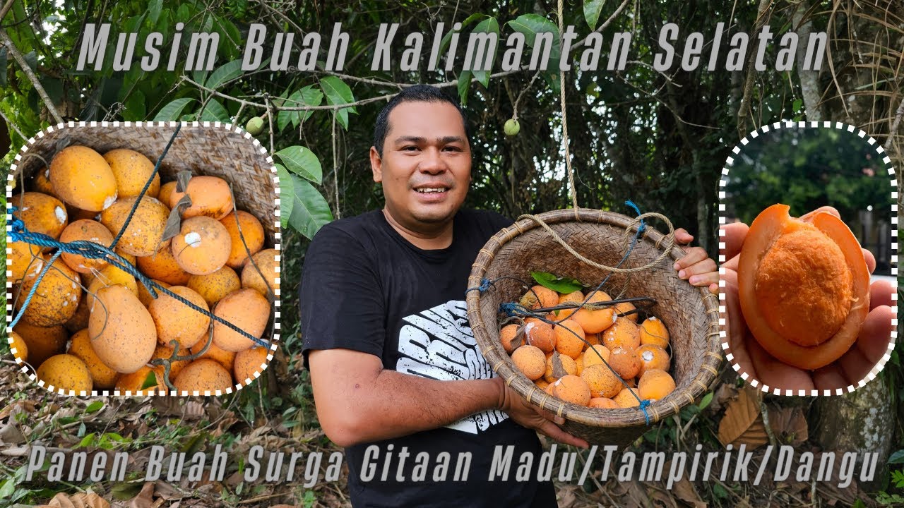 Panen & Menikmati Buah Surga di Hutan Kalimantan… Tampirik/Buah Dangu ...