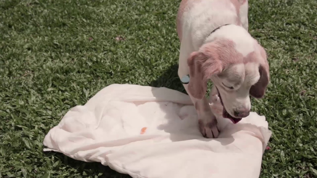 Beagle | Short-film - YouTube