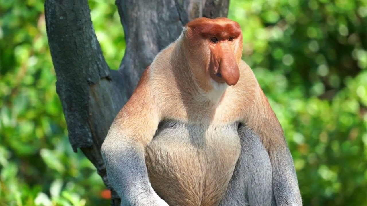 The proboscis (Nasalis larvatus) or long-nosed monkey - 4k Nature(Ultra ...