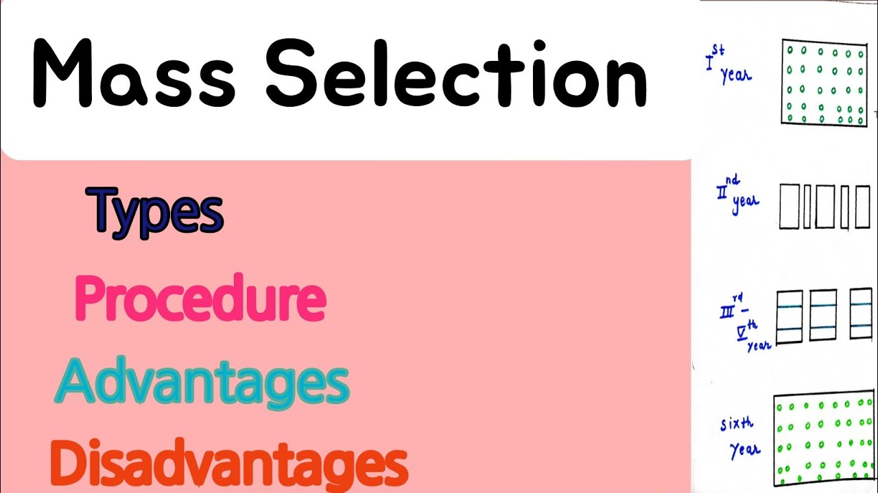Mass Selection || Types , procedure, advantages & disadvantages of Mass ...