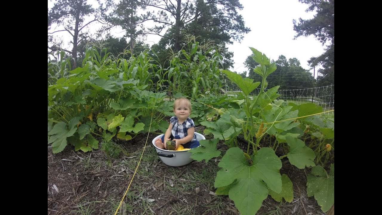 Our First Homestead HARVEST! - YouTube