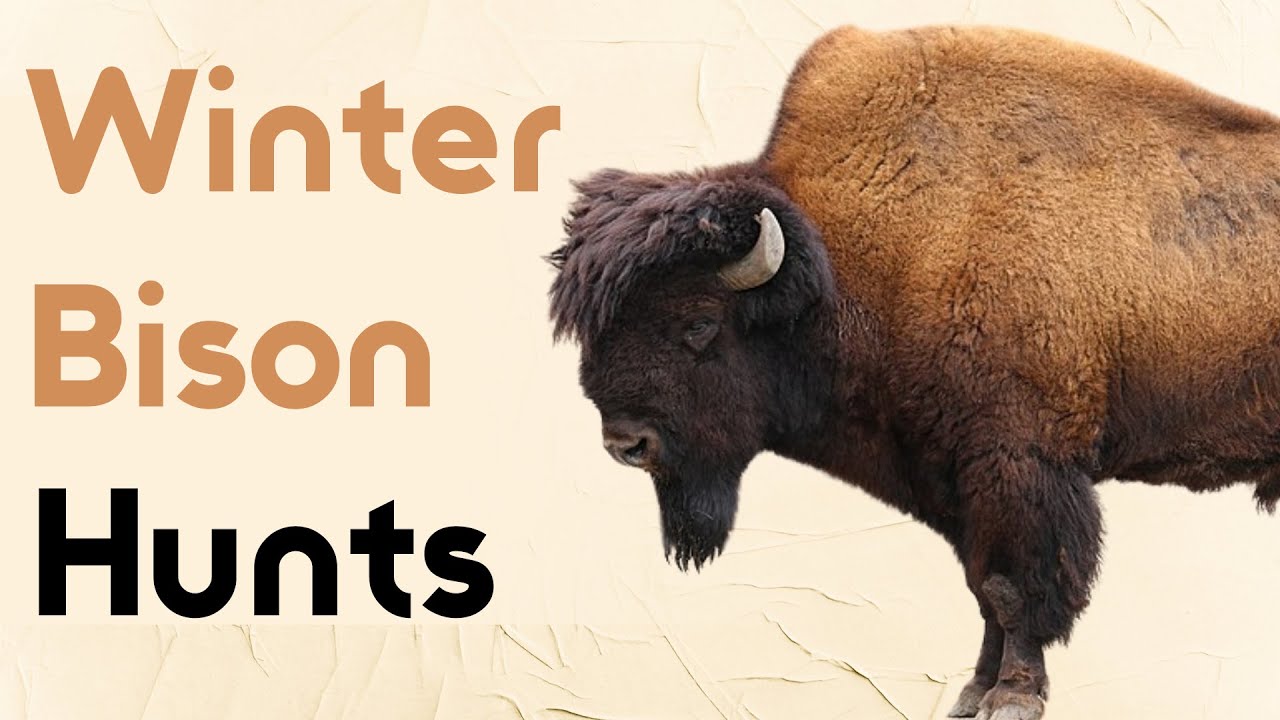 A Guide To Winter Bison Hunting - YouTube