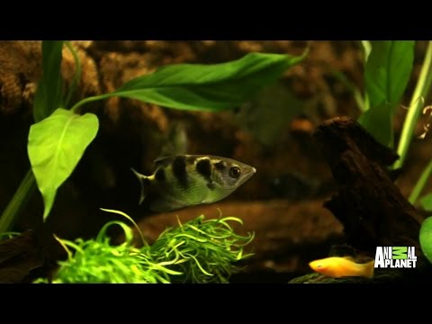 Penn Jillette's Amazing Archer Fish and Gecko Tank