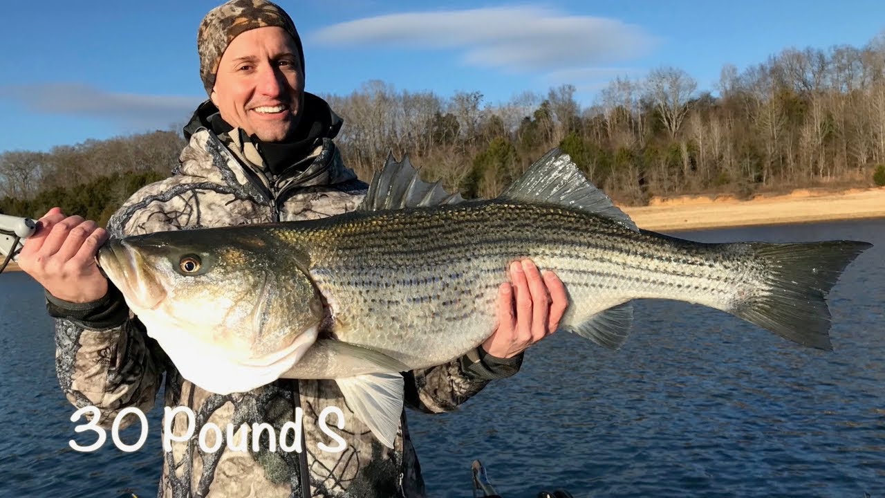 30 Pound Striper ("Rockfish") on a Urig - YouTube