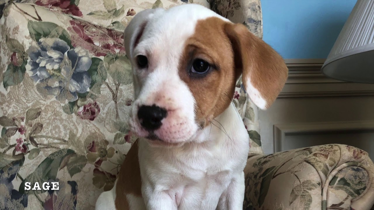 2019 Lee Shore Rescue Adoption Wrap - YouTube