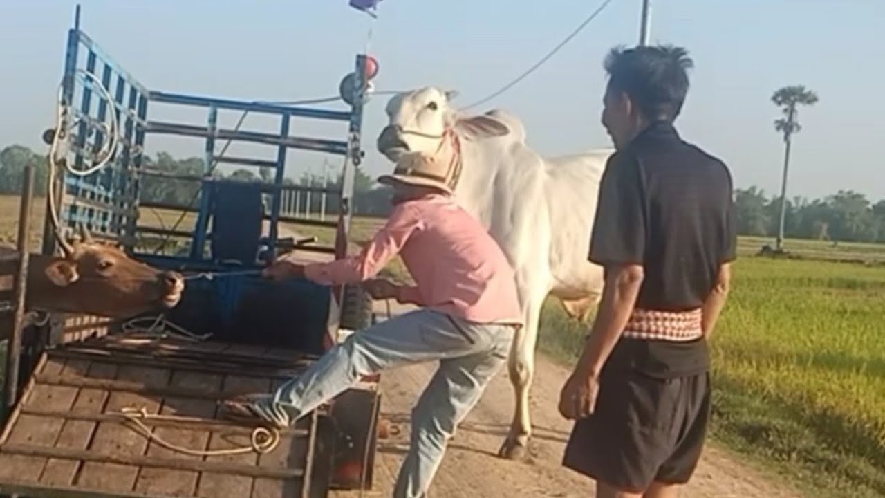 Chinese mother Atlantis so fast cows will - YouTube