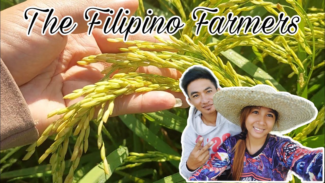Napakaganda ng mga palay | rice field | rice farmer in the Philippines ...